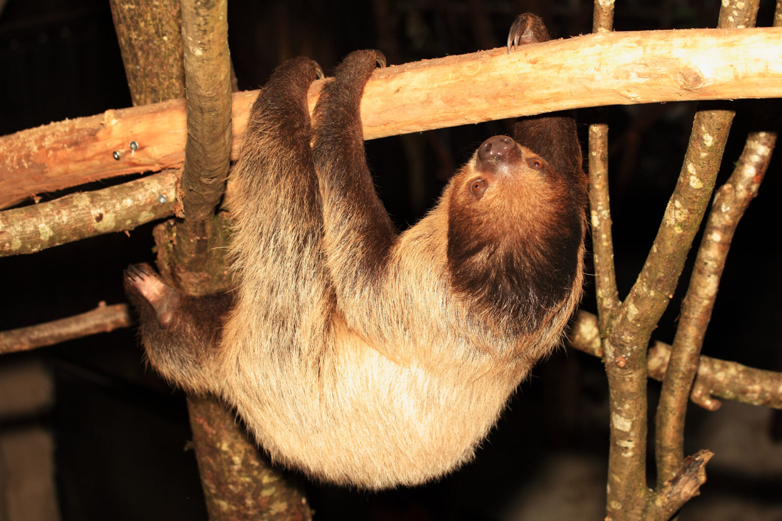 Paresseux à deux doigts – Papiliorama