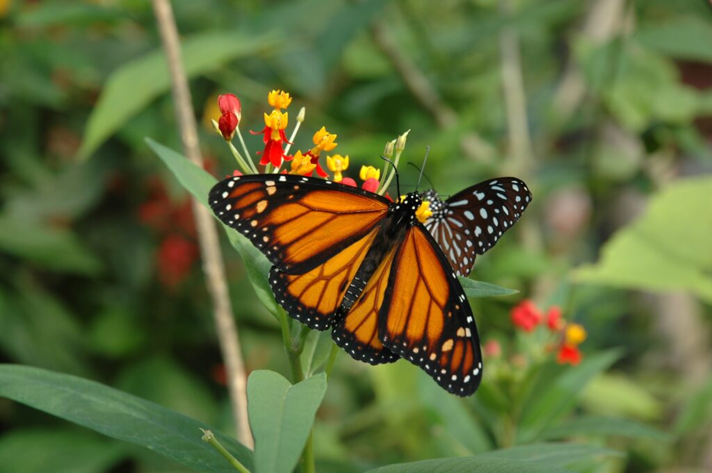 Danaus plexippus – Papiliorama