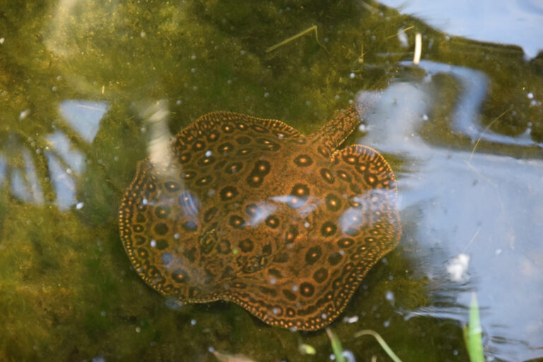 Raie à aiguillon commune – Papiliorama