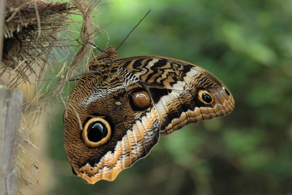 Caligo atreus – Papiliorama