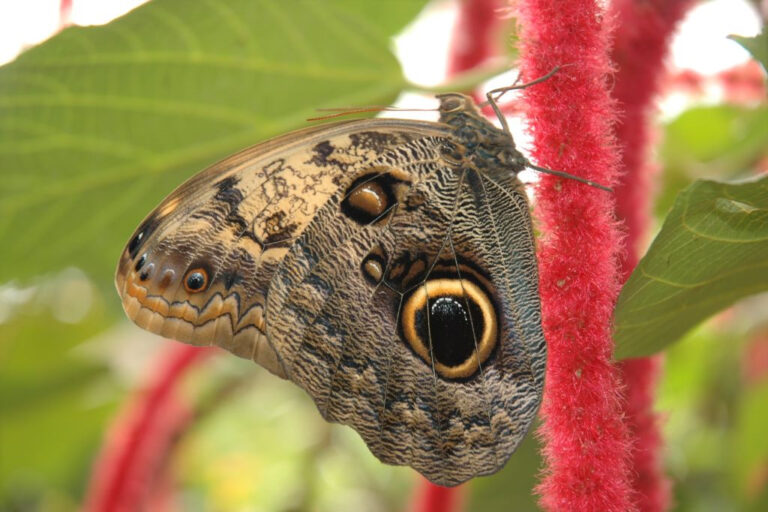 Caligo memnon – Papiliorama
