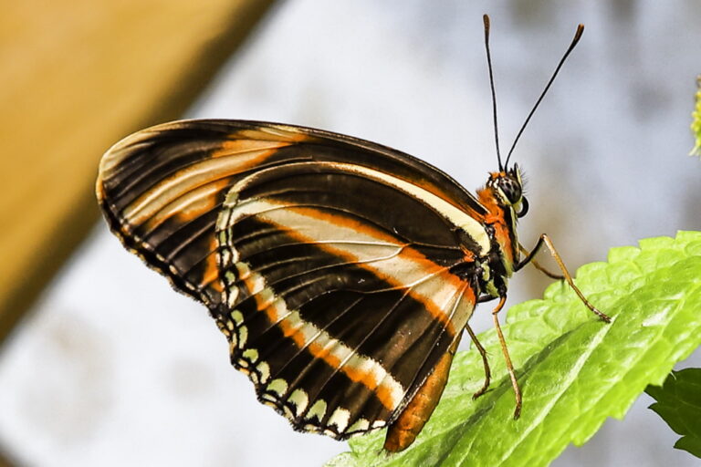 Dryadula phaetusa – Papiliorama
