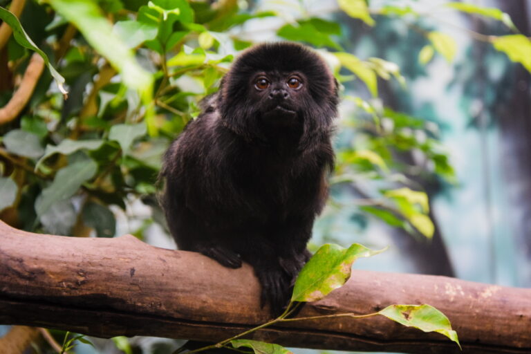 Springtamarin – Papiliorama