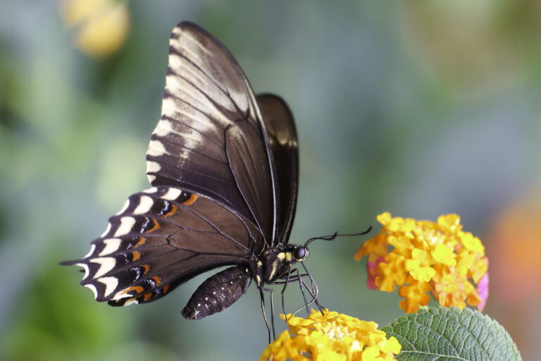 Battus polydamas – Papiliorama