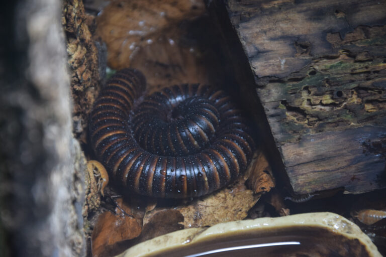 Millepatte géant africain – Papiliorama