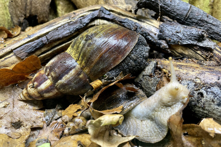 Escargot géant africain – Papiliorama
