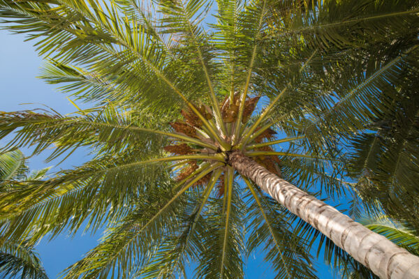 Kokospalme – Papiliorama