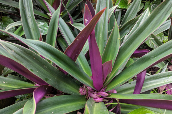 Gros curage – Papiliorama